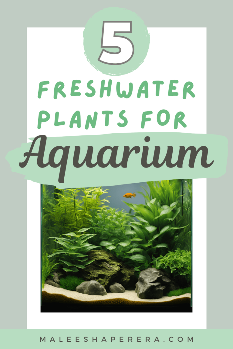 Best Live Freshwater Plants for Your Aquarium - Maleesha Perera