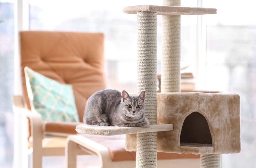 Cozy and Functional Cat Room Ideas for Small Spaces - Maleesha P